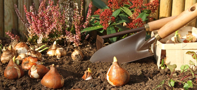 Bulbes de printemps : les erreurs après la floraison qui les empêchent ...
